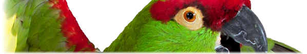 Avian Training and Flight Instruction | BRI | LibertyWings.com